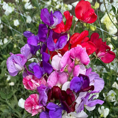Thompson & Morgan Sweet Pea Scentsational Mix Seeds - Mixed Colours ...