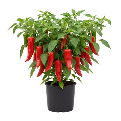 Thor Sweet Pepper Mamara Red Pro Veg 3