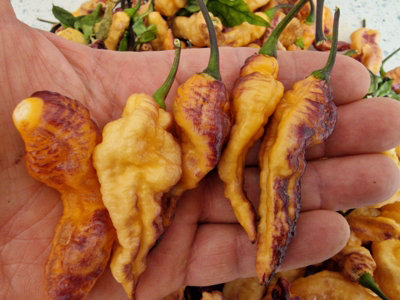 Thors Thunderstorm Chilli Seeds - 10 Fresh Seeds
