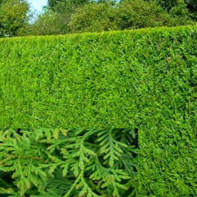 Thuja Atrovirens - Fast-Growing Cedar Hedging Plants, Hardy and Low ...