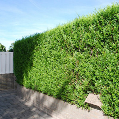 Thuja Atrovirens - Fast-Growing Cedar Hedging Plants, Hardy and Low ...