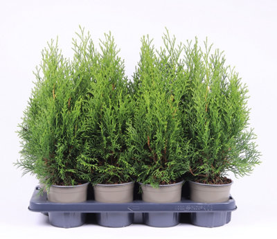 Thuja Occ Smaragd, 13cm Pot Size, 40cm Tall, Arborvitae