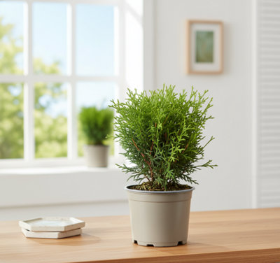 Thuja Occ Tiny Tim Pot size 17 Cm Height 40 arborvitae Indoor Houseplant