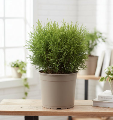 Thuja Occ Tiny Tim Pot size 23 Cm Height 40 arborvitae Indoor Houseplant