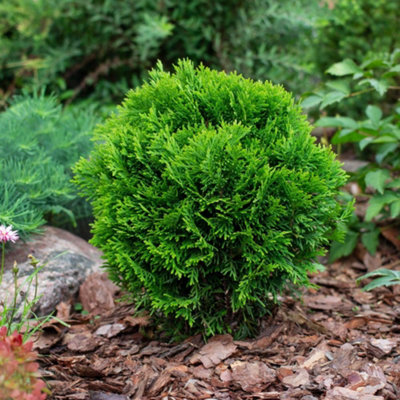 Thuja occidentalis Danica Aurea 1 Litre Potted Plant x 1