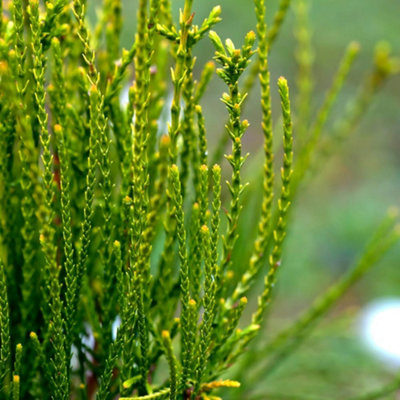 Thuja orientalis Franky Boy Yellow-Green Foliage Hardy Evergreen ...
