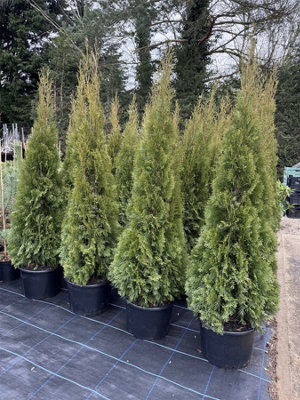 Thuja Smaragd Large Specimen Ornamental Conifer Tree 5ft Supplied in a ...