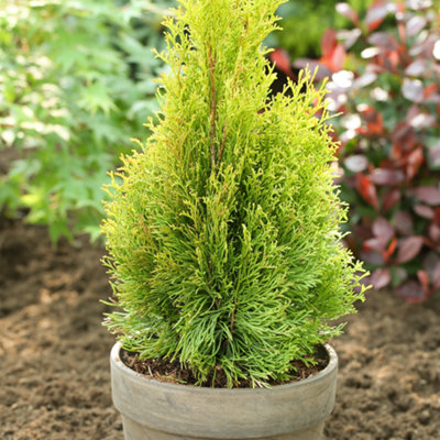 Thuja Smaragd Tree - Pyramidal Shape, Compact Growth, Evergreen Foliage ...