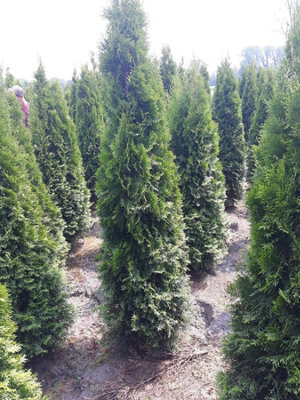 Thuja Smaragd White Cedar Hedging Plants x12 7-8ft Full Pallet of ...