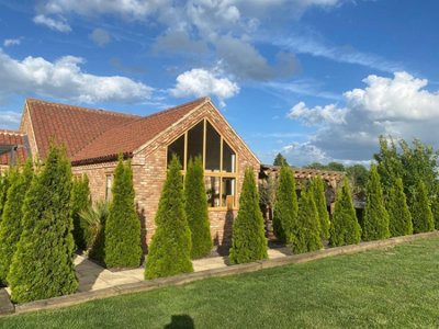 Thuja Smaragd White Cedar Hedging Plants x15 5-6ft Full Pallet of ...