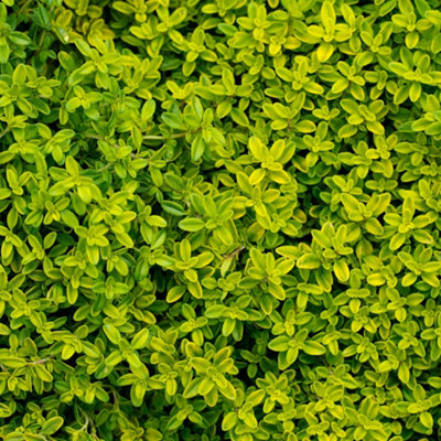 Thyme Golden Herb Plant - Distinct Lemon Scent, Compact Growth ...
