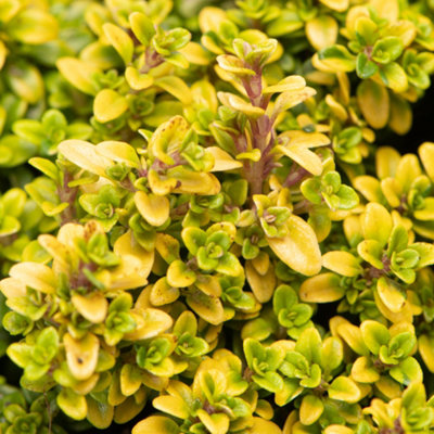 Thyme Lemon Garden Plant - Lemon Thyme, Compact Size (15-20cm Height ...