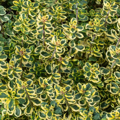 Thyme Lemon Variegated Herb Plant - Vibrant Foliage, Lemon Fragrance (5 ...