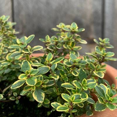 Thyme Lemon Variegated Herb Plant - Vibrant Foliage, Lemon Fragrance (5 ...