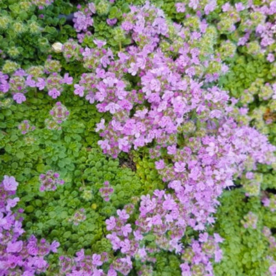 Thyme Minimus Herb Plant - Low-Growing, Aromatic Ground Cover (5-15cm ...