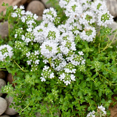 Thyme Snowdrift (10-20cm Height Including Pot) Garden Herb Plant ...