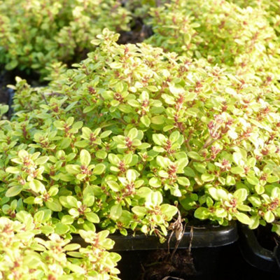Thymus Archer's Gold 1 Litre Potted Plant x 1