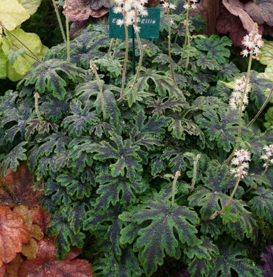 Tiarella Emerald Ellie - Foamflower Plant in 9cm Pot - Rare Herbaceous ...