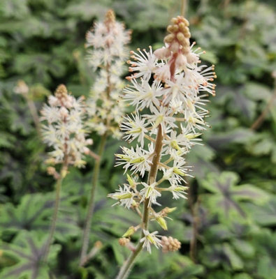 Tiarella Emerald Ellie - Foamflower Plant in 9cm Pot - Rare Herbaceous ...