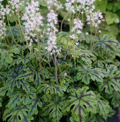 Tiarella Emerald Ellie - Foamflower Plant in 9cm Pot - Rare Herbaceous ...
