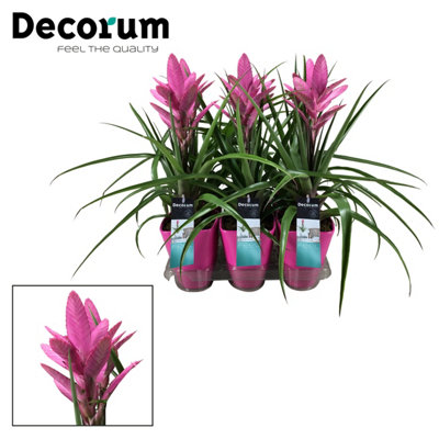 Till Amira Ceramic, 14cm Pot Size, 40cm Tall, Spider plant, Indoor ...