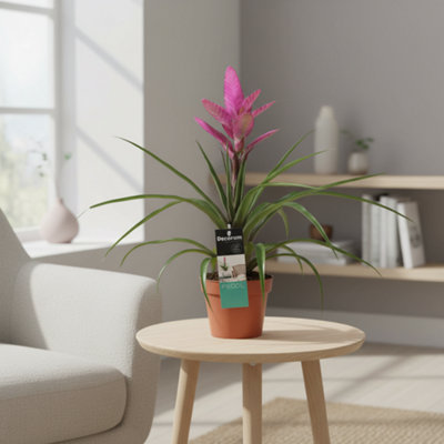 Till Amira Pot size 13 Cm Height 40 Air plant Indoor Houseplant