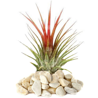Tillandsia Ionantha Red Air Plant - Vibrant Red Tips, Easy Indoor Care ...