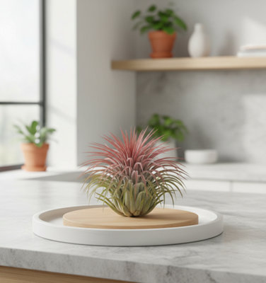 Tillandsia Ionantha Rood Pot size 10 Cm Height 44 red air plant Indoor ...
