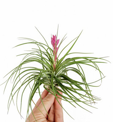 Tillandsia Ionantha Stricta +, 10cm Pot Size, 10cm Tall, Silver + B ...