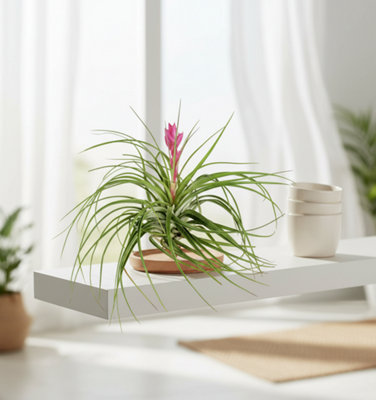 Tillandsia Ionantha Stricta Bloem Pot size 10 Cm Height air plant ...