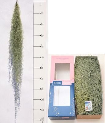 Tillandsia Usneoides 100cm, 999cm Pot Size, 100cm Tall, Spanish Moss ...