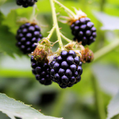 Tiny Black Blackberry (Rubus fruticosus) Tree - 5Ltr Potted