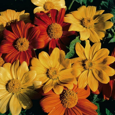 Tithonia Rotundifolia Arcadian Blend 1 Seed Packet (50 Seeds)
