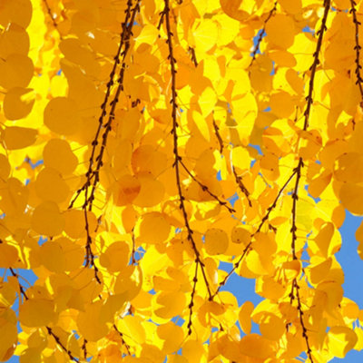 Toffee Apple Tree - Cercidiphyllum japonicum in a 5L Pot - Supplied as ...