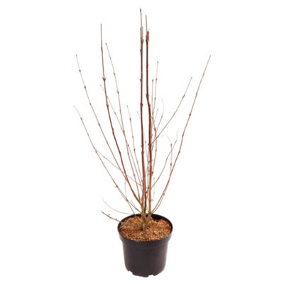 Toffee Apple Tree - Cercidiphyllum japonicum in a 5L Pot - Supplied as ...