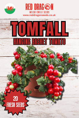 Tom Fall Hanging Basket Tomato Seeds - 20 Fresh Seeds