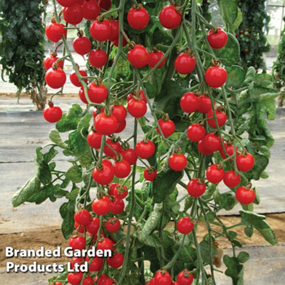 Tomato Bite Size 1 Seed Packet (6 Seeds)