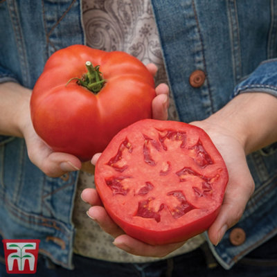 Tomato Burlesque F1 1 Seed Packet (10 Seeds)
