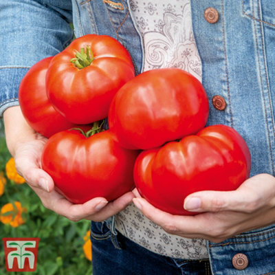 Tomato Burlesque F1 1 Seed Packet (10 Seeds)