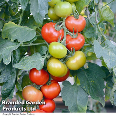 Tomato F1 Crimson Crush 1 Seed Packet (10 Seeds)