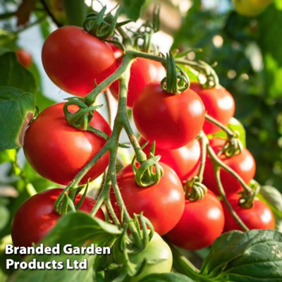 Tomato F1 Shirley 1 Seed Packet ( 10 Seeds) | DIY at B&Q