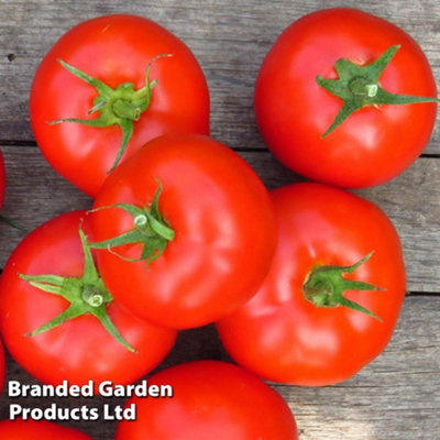 Tomato F1 Shirley 1 Seed Packet ( 10 Seeds)