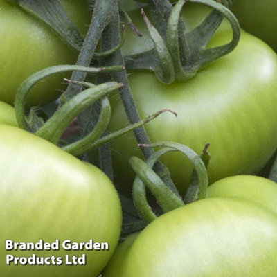 Tomato F1 Shirley 1 Seed Packet ( 10 Seeds)