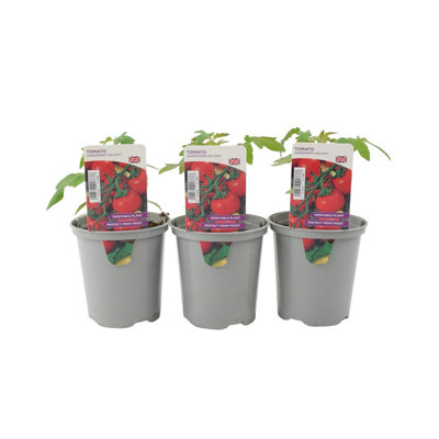 Tomato Gardeners Delight 9cm 3 Pots Sweet Cherry Tomato Plants for UK ...