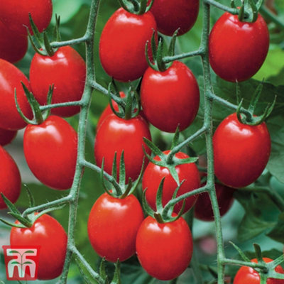 Tomato Grafted Aviditas 3 PostiPlug Plants