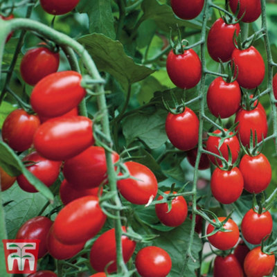 Tomato Grafted Aviditas 3 PostiPlug Plants