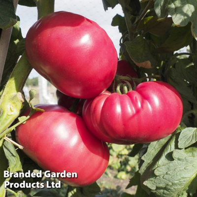 Tomato Grafted Buffalopink 3 PostiPlug Plants