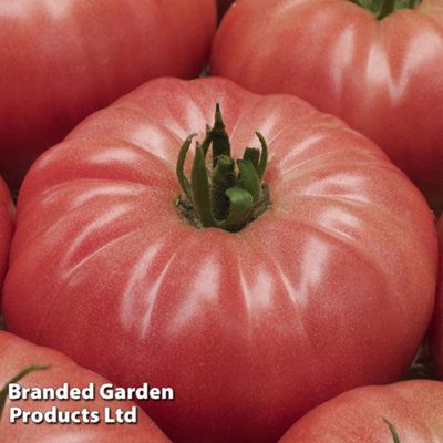 Tomato Grafted Buffalopink 3 PostiPlug Plants