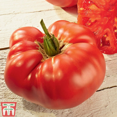 Tomato Grafted Buffalosteak 3 PostiPlug Plants