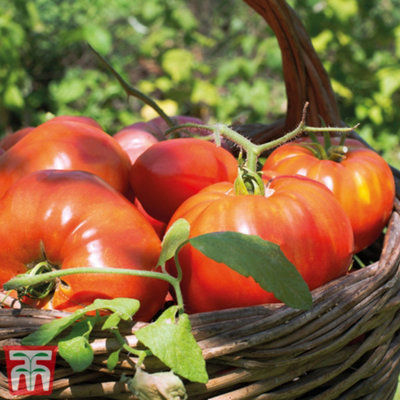 Tomato Grafted Buffalosteak 3 PostiPlug Plants